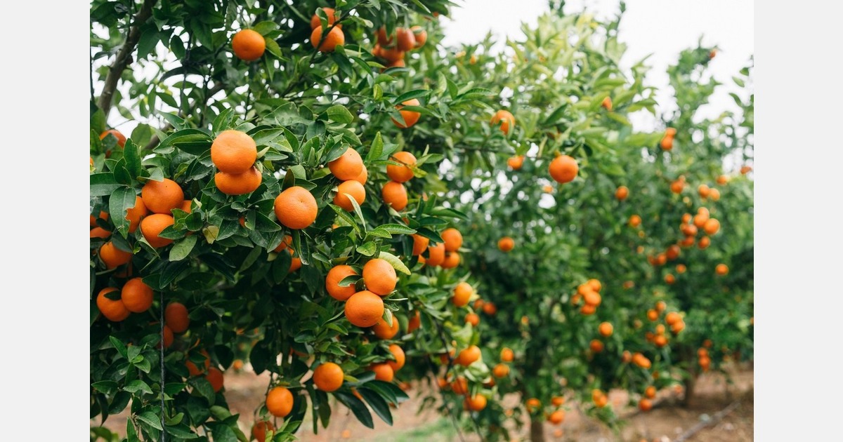 Genesis Fresh and TEO prepare legal action against unauthorized Sigal ...