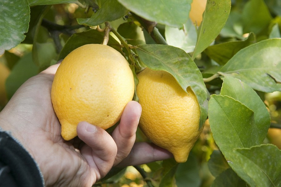 "The Verna lemon season has started earlier than ever after early end ...