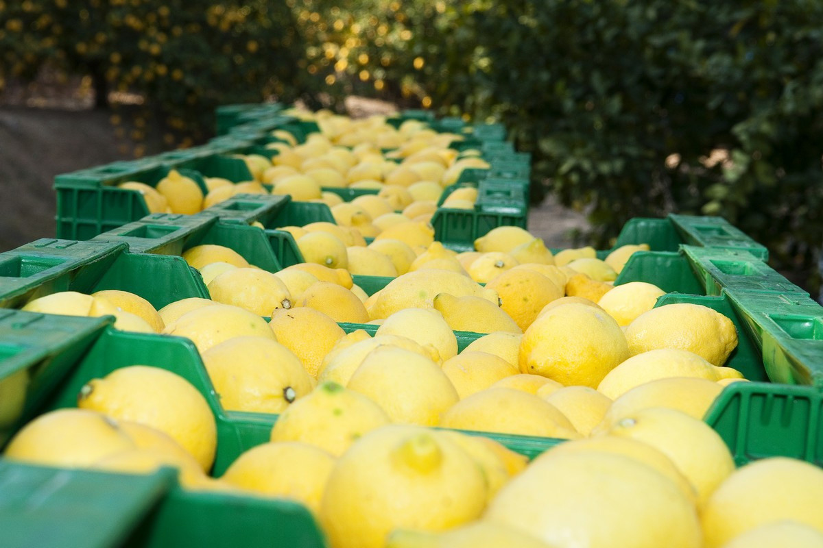 "The Verna lemon season has started earlier than ever after early end ...