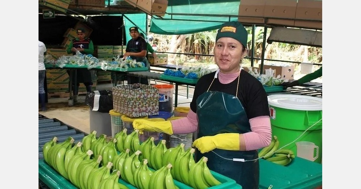 "Peruvian organic bananas face a tough campaign, but remain committed ...