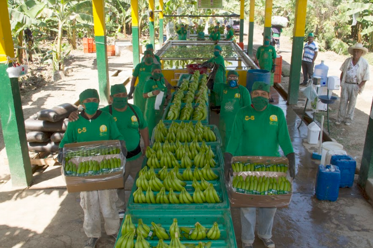 "Peruvian organic bananas face a tough campaign, but remain committed ...