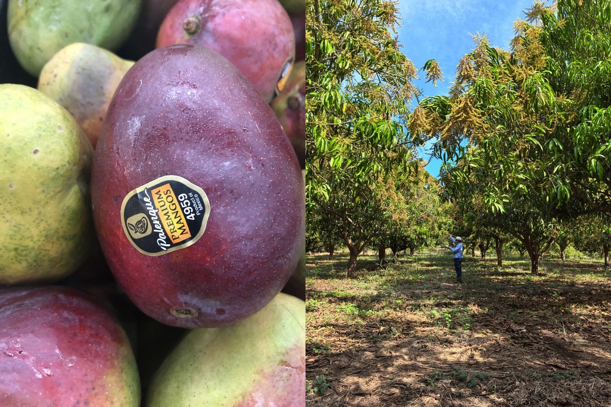 "We want European consumers to also enjoy yellow mangoes, such as the ...