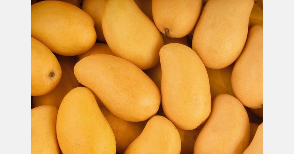 "We want European consumers to also enjoy yellow mangoes, such as the ...