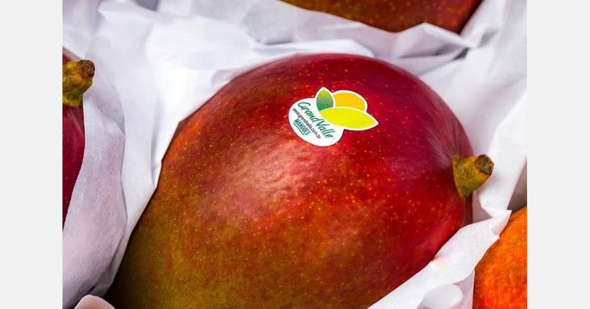 Brazil practically produces mango all year round, with the Palmer and ...