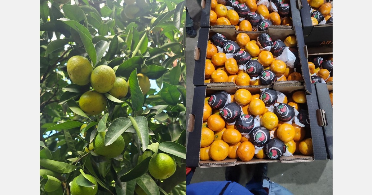 "Argentina's mandarin season starts with similar volumes to last year"