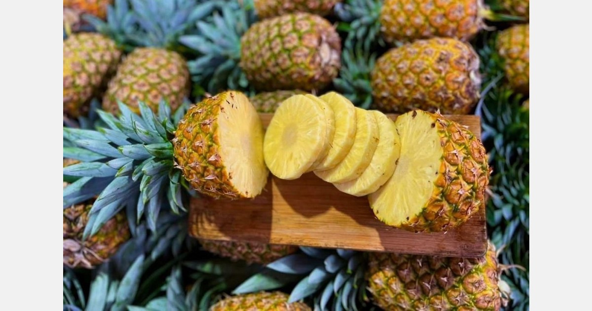 Costa Rican pineapple producers seek stability in the face of lower ...