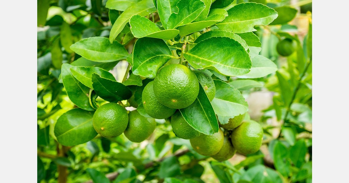 Colombian Tahiti lime exports are focused on the U.S. due to high costs ...
