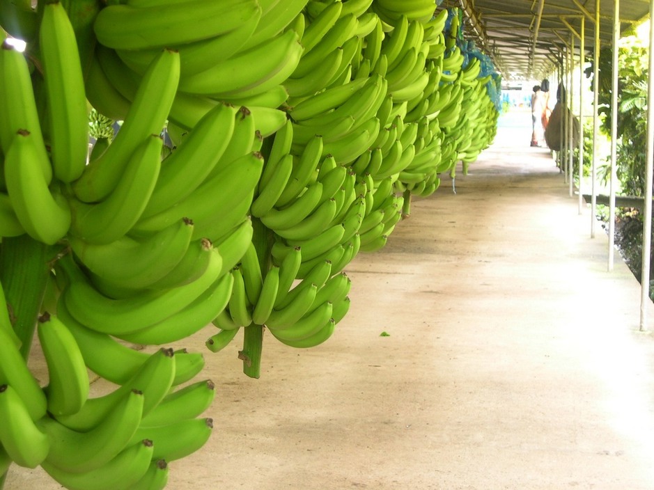 Costa Rican banana sector records 20% drop in exports due to excessive ...