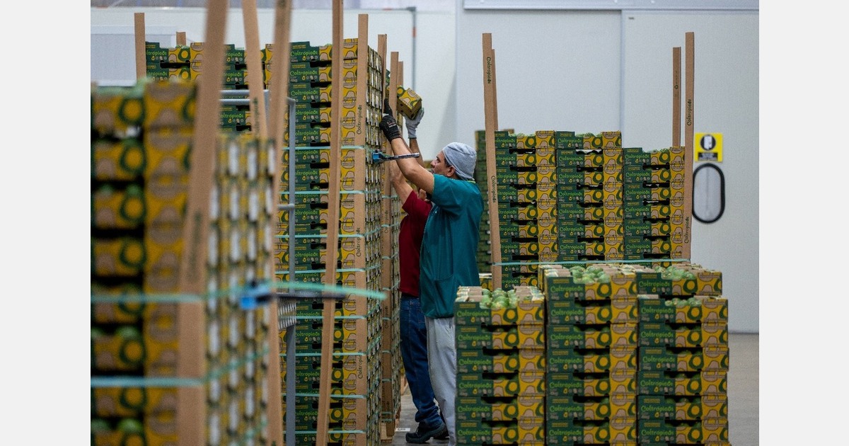 Avocado price war hits Colombian producers