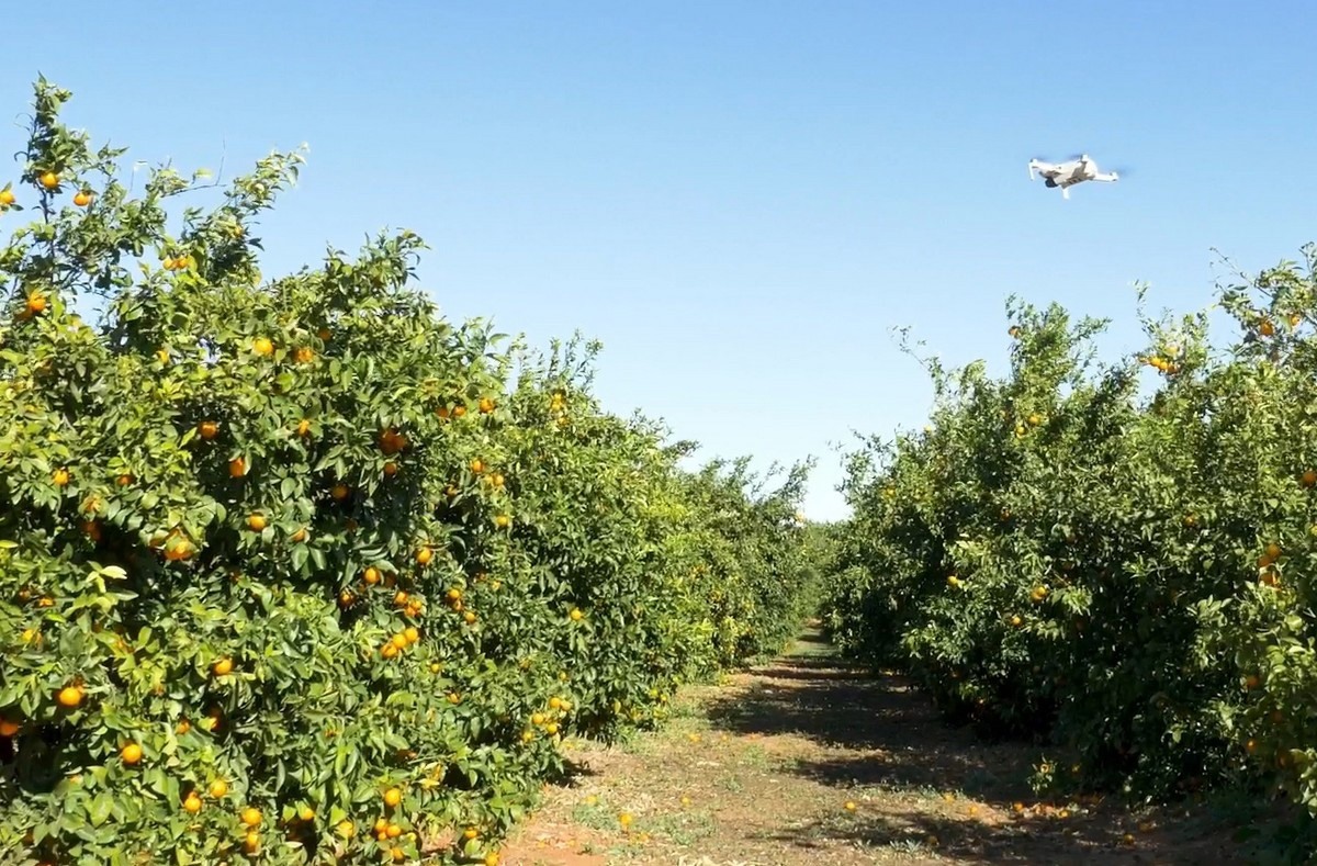 ORC has eliminated more than 10,000 illegal ORRi mandarin plants during ...