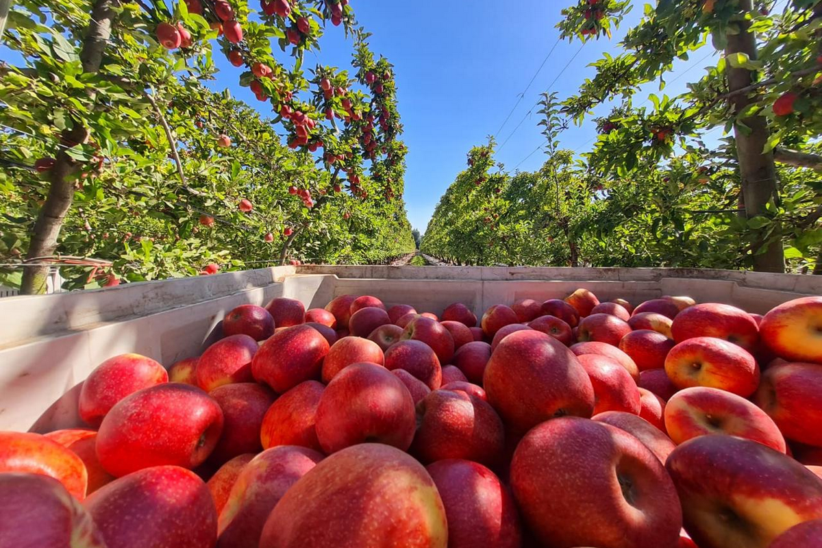 "The trade window is narrowing, but we remain committed to apples"