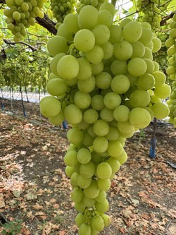 "The first batches of organic table grapes confirm the season's promising prospects"