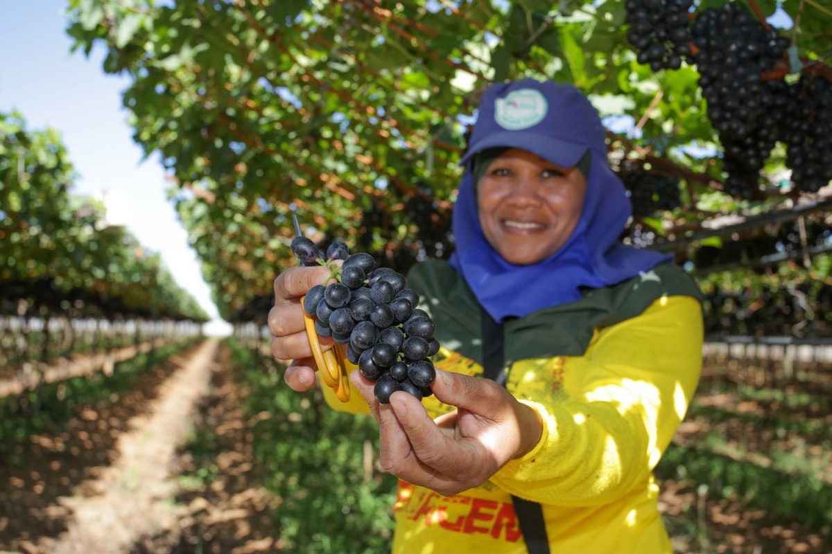 Brazilian fruit exports rise and face new U.S. tariffs