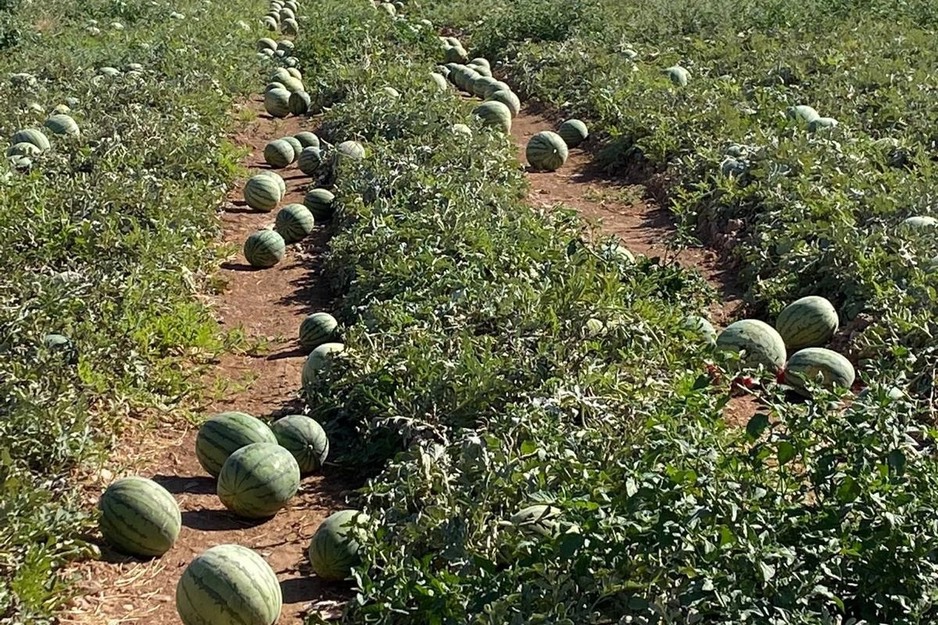 "Platforms and supermarkets take all the profit"