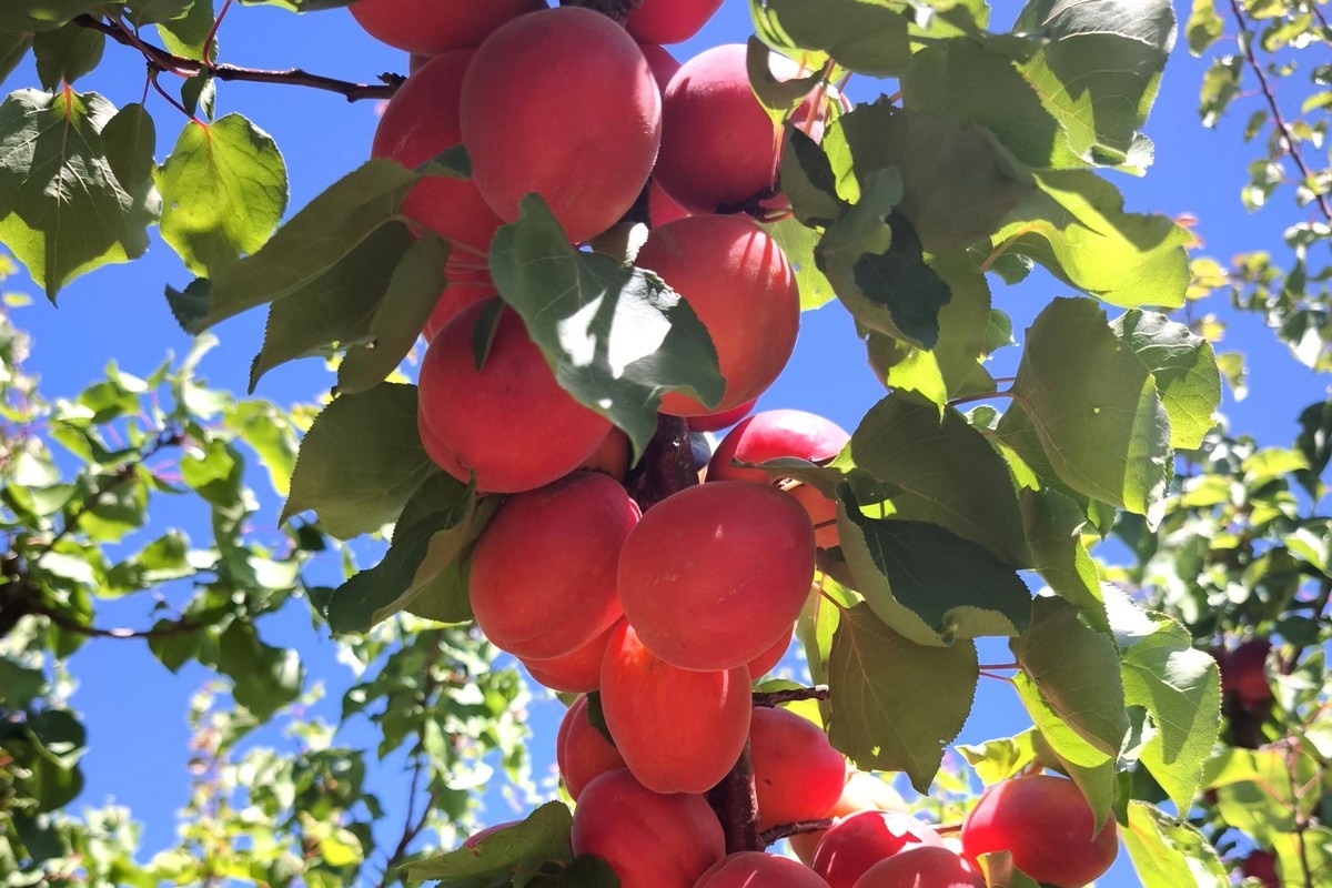 "Zaragoza has 50% fewer apricots because of the storms in spring"