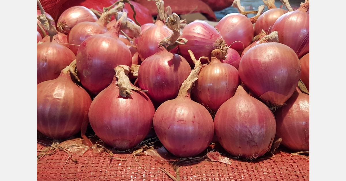 Peruvian onion exports increase, but prices remain low