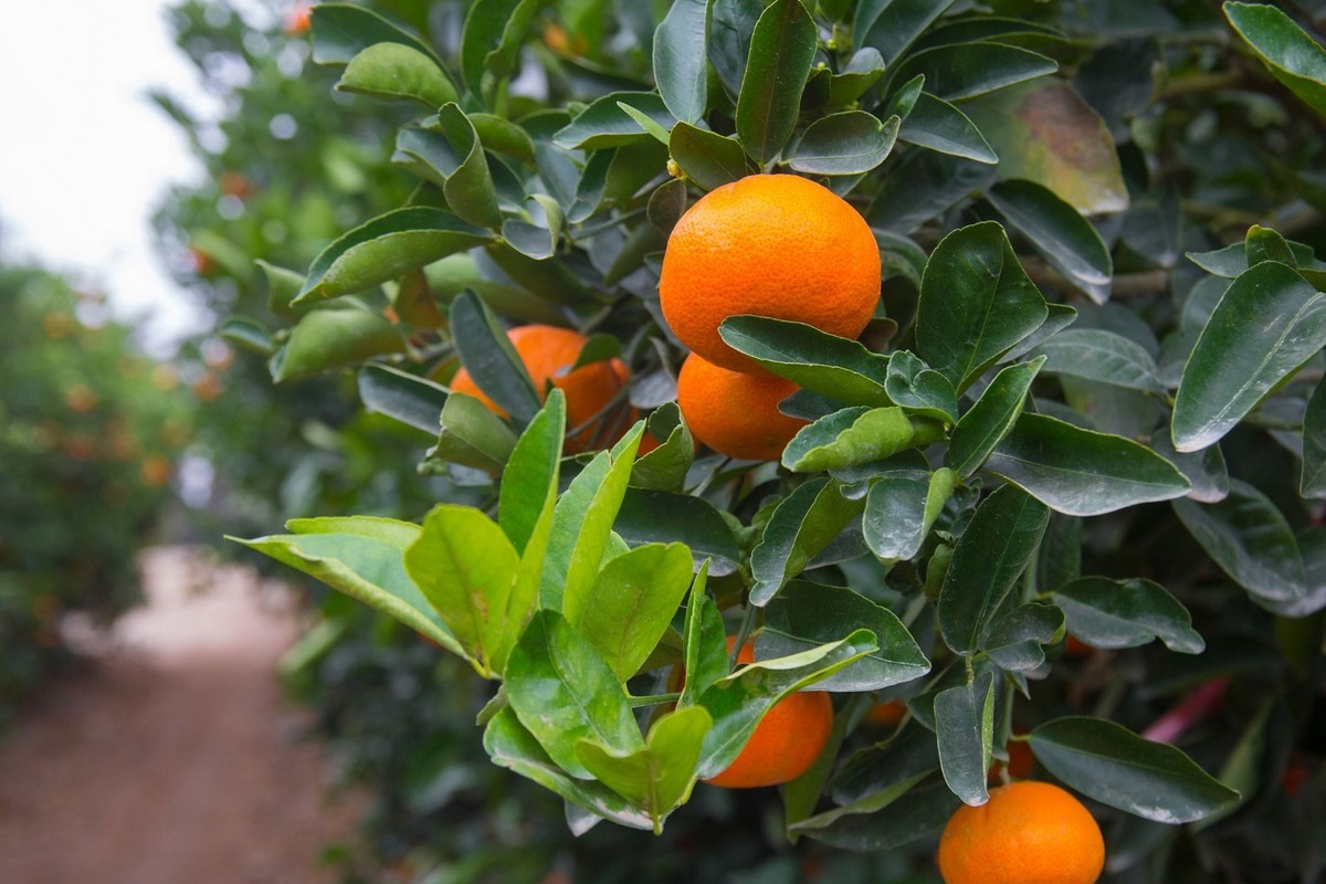 Peru's citrus export volume increased at a 3% per year rate between 2020 and 2024