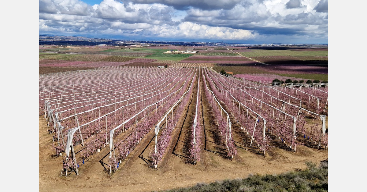 Rootpac40 rootstock: An opportunity for efficient peach production in Italy