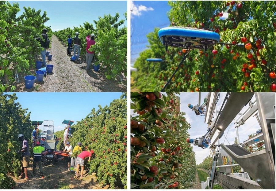 Rootpac40 rootstock: An opportunity for efficient peach production in Italy
