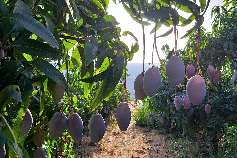 Mango production recovers this year in Spain and could reach 35,000 tons