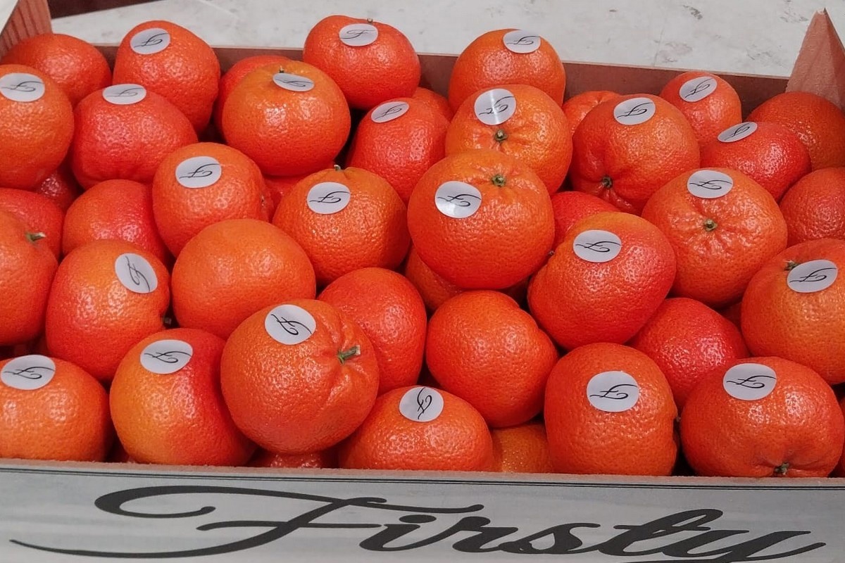 "We expect a normal citrus fruit production volume, with good sizes and ...