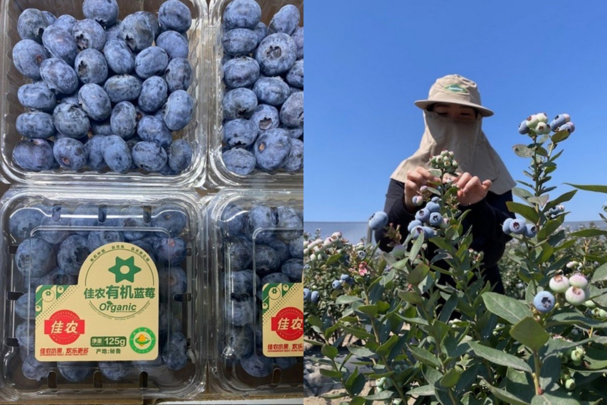 New opportunities for Peruvian organic blueberries in China