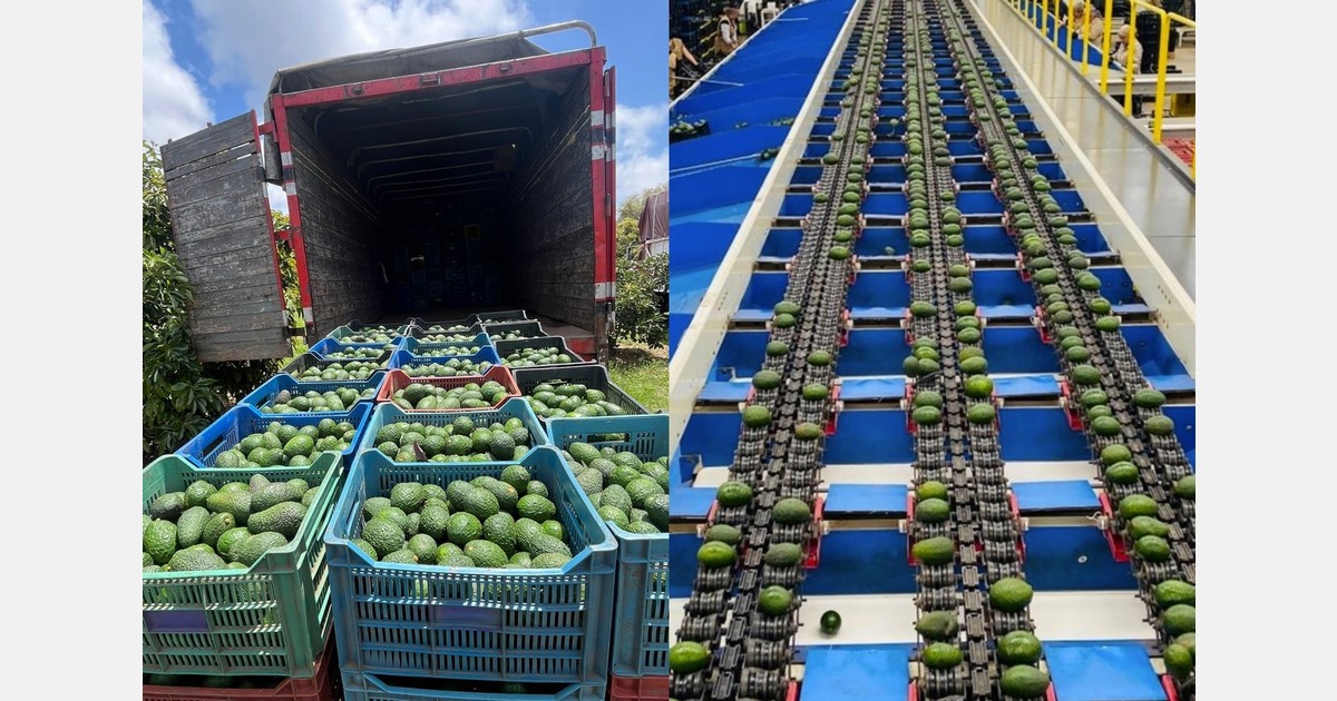 "At the moment, shipping fruit abroad or selling it locally is almost ...