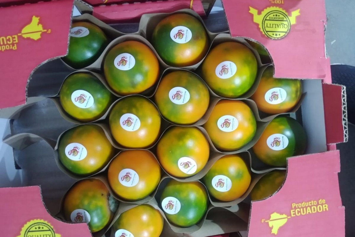 Growing U.S. interest in Andean fruits like tree tomatoes