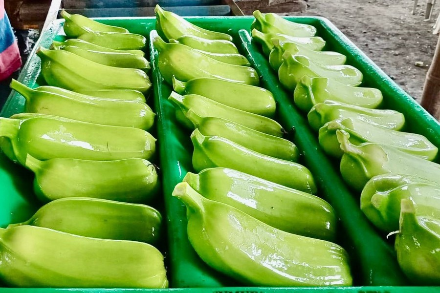 Moko reduces Ecuador's plantain production by up to 35%, leading to ...