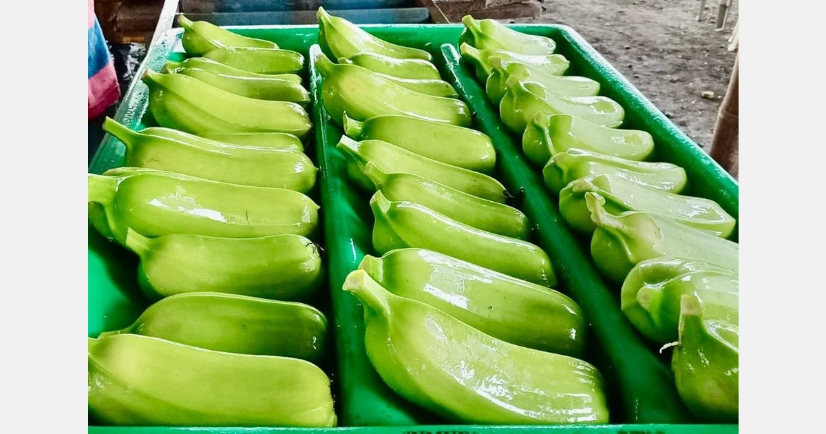 Moko disease reduces Ecuador's plantain production by up to 35% ...