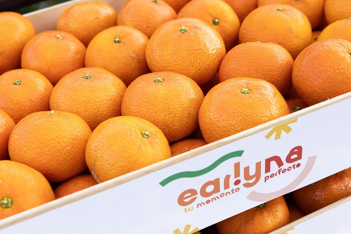 "Earlyna comes to fill a gap in the mandarin market"