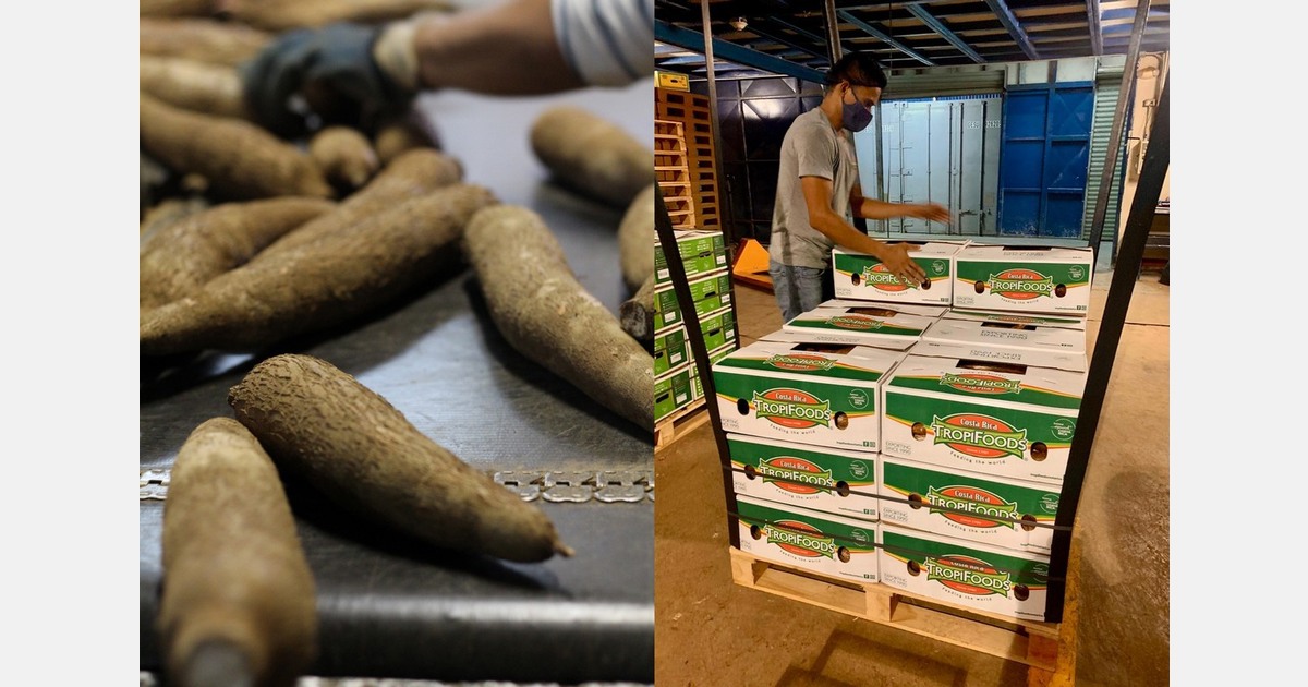 EU-approved plant-based wax makes Costa Rican cassava suitable for ...