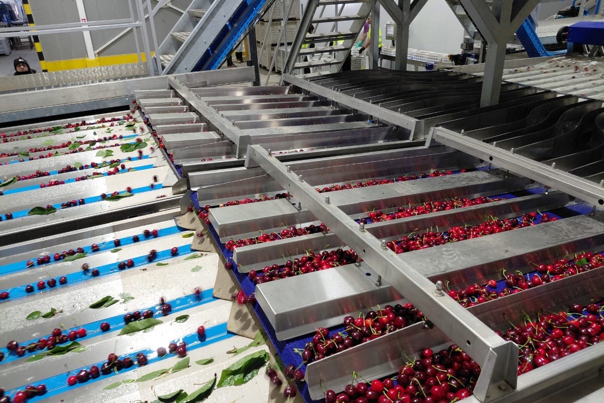 "Delivering good calibers is taking care of the reputation of Chilean ...