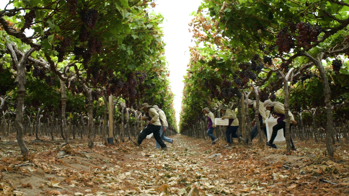 Peru is ending a strong blueberry season and facing a challenging start ...