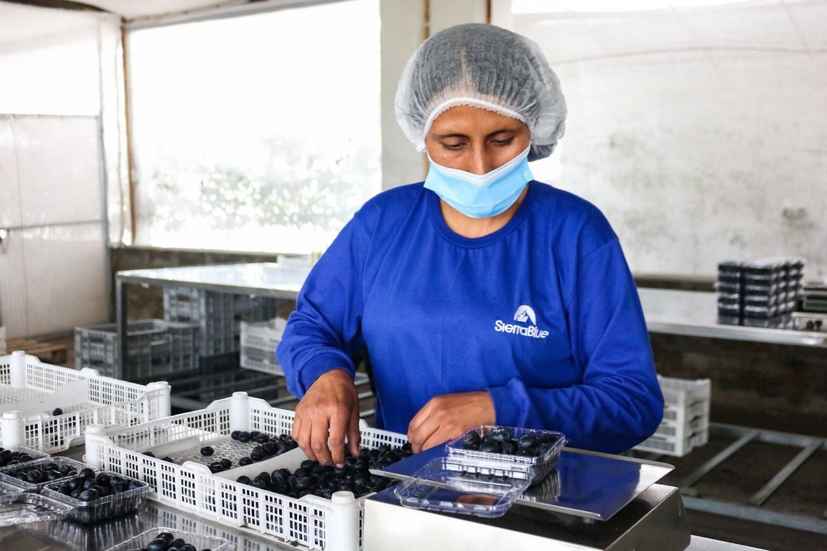 Ecuador can grow blueberries year-round in its highlands