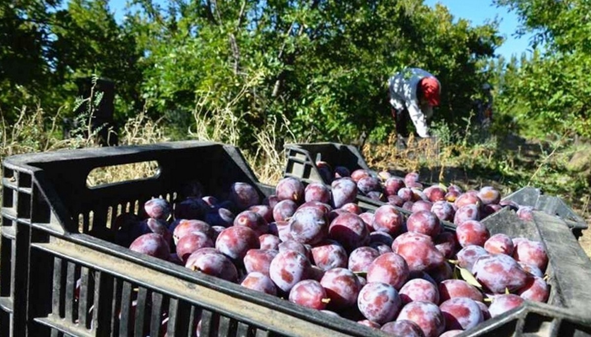 Mendoza forecasts 72,879 tons of plums and 110,685 tons of peaches