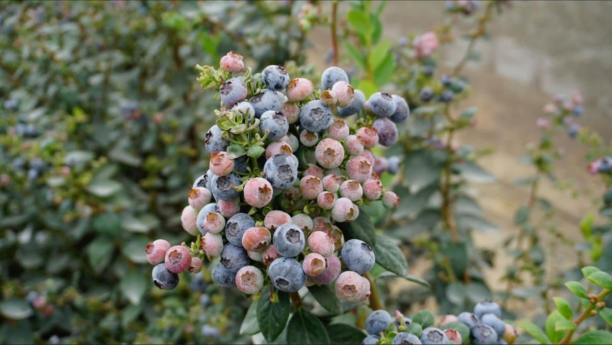 Peruvian blueberry exports increase, managing distribution is crucial ...