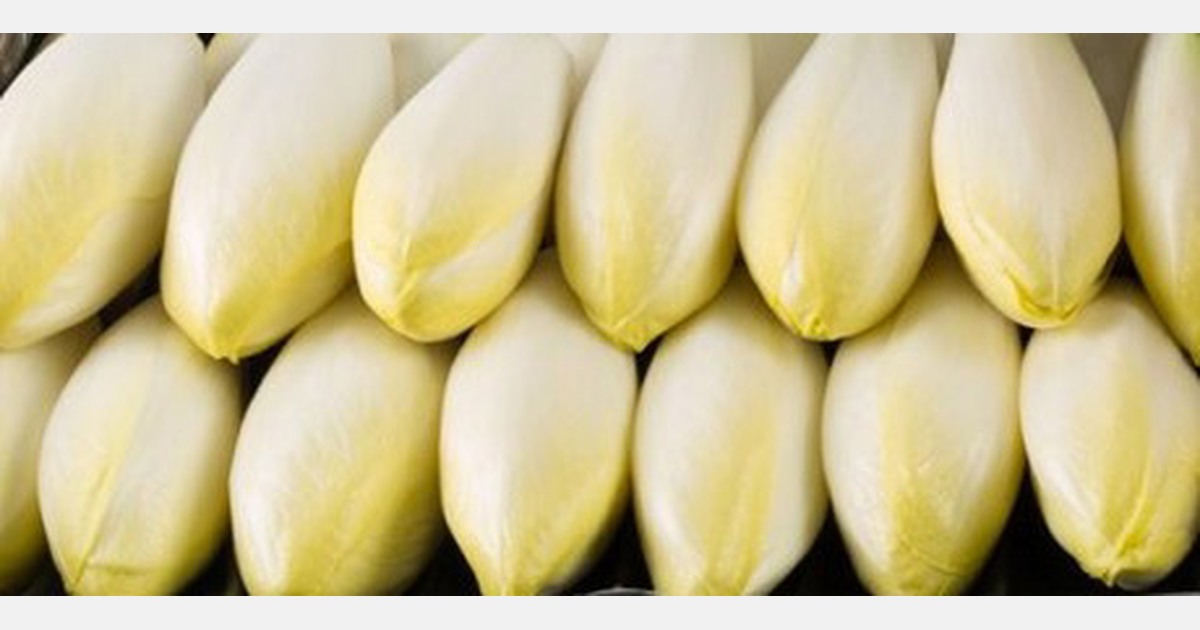 "The new endive season promises to be uncertain"
