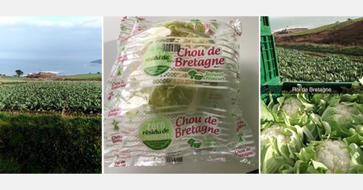 “We are the first to offer zero-pesticide residue cabbage”