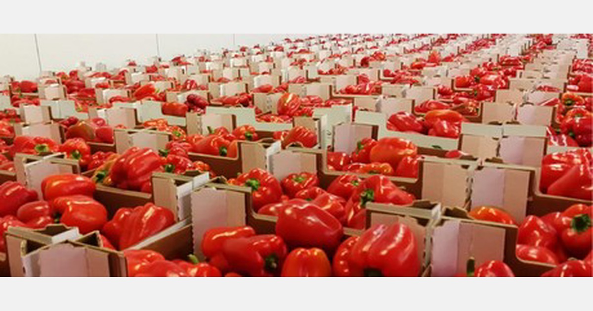 “Constant demand for imported peppers in France”