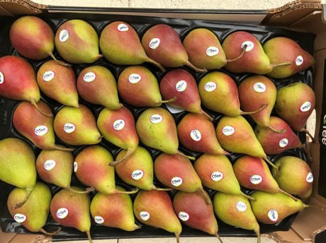 France: Superalp is proud of the new Qtee pears