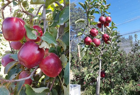 “Story Inored is adapted to organic production in the south of France”