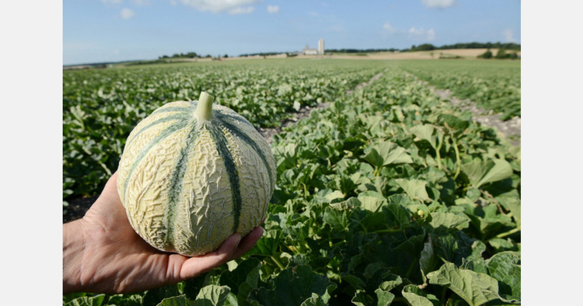 “More offer than demand on the melon market”