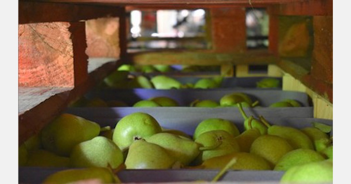 “We are about to start harvesting the Guyot pears”