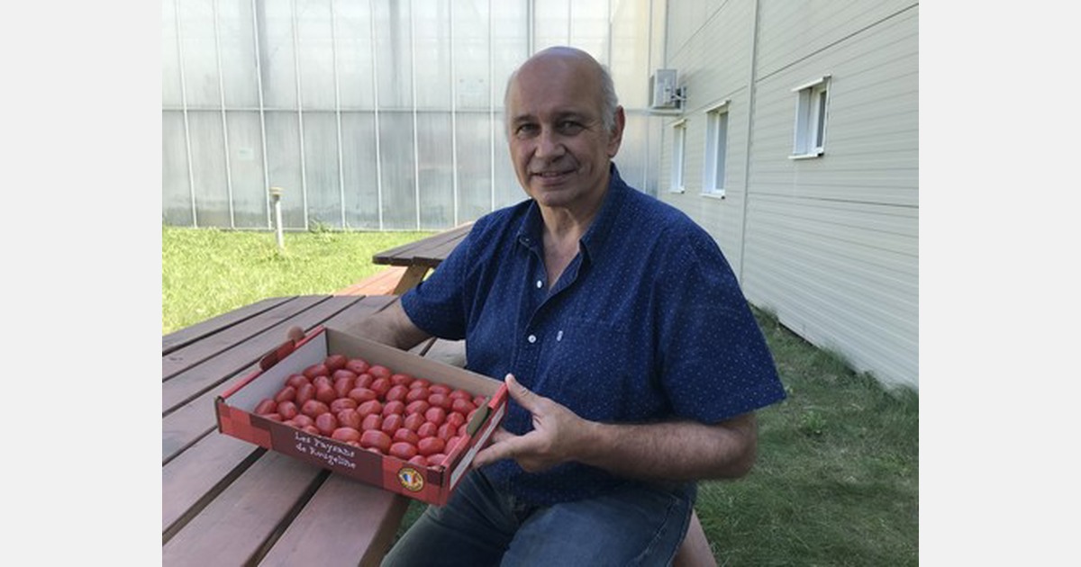 Duelle: the latest addition to the red elongated tomato range of Syngenta