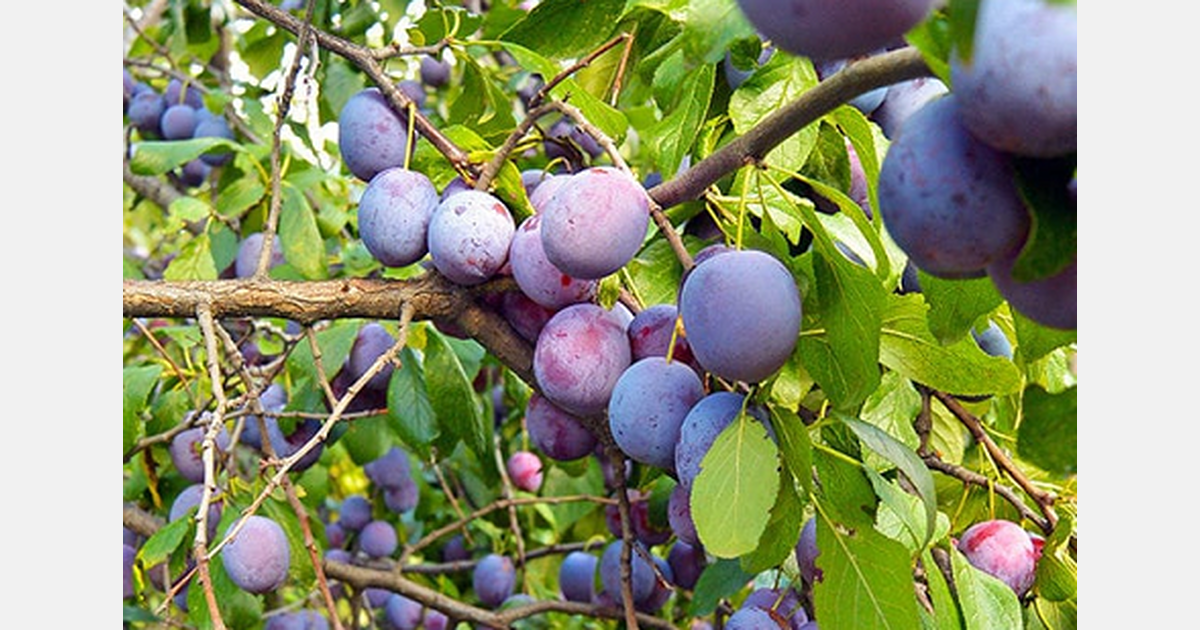 Lot-et-Garonne: Independent plum growers angry about French government aid