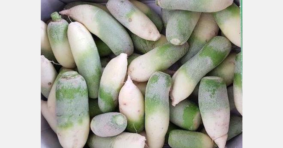 Ancient radish: a niche market gaining in popularity