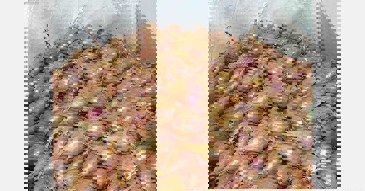 “Traditional French shallots are meeting a good demand on the market”