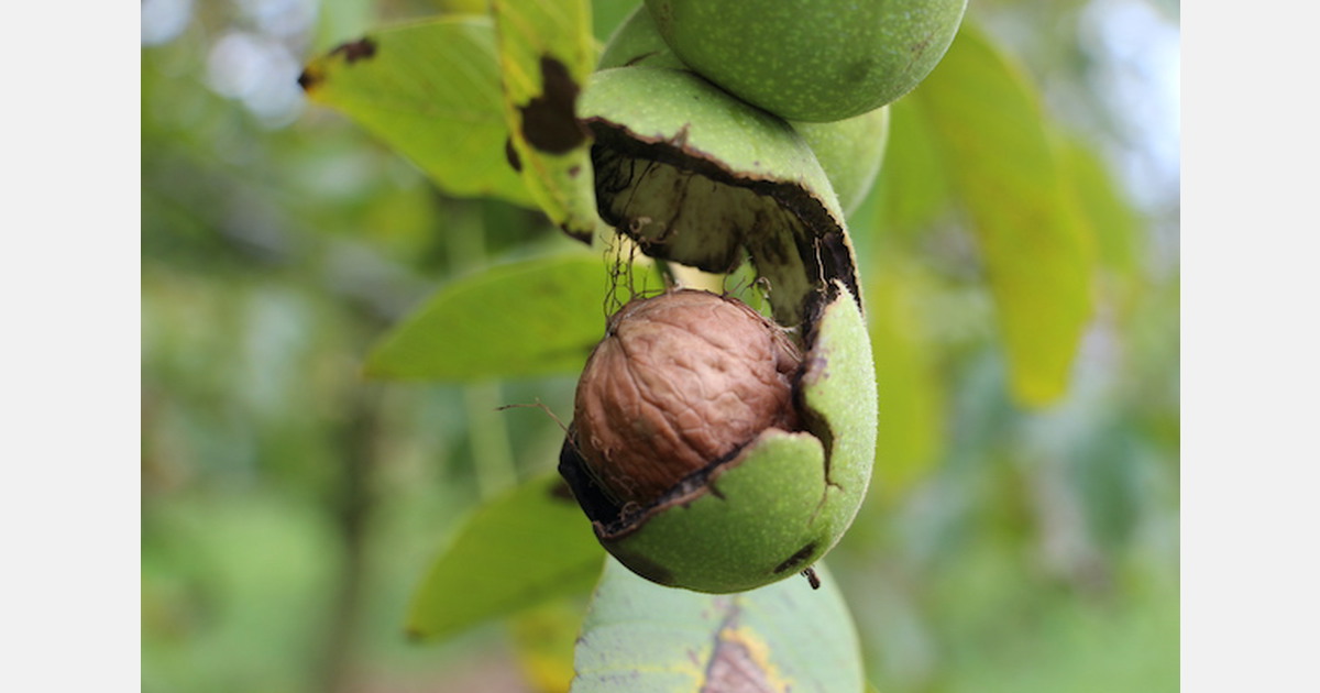“The caliber of French walnuts is exceptional this year!”