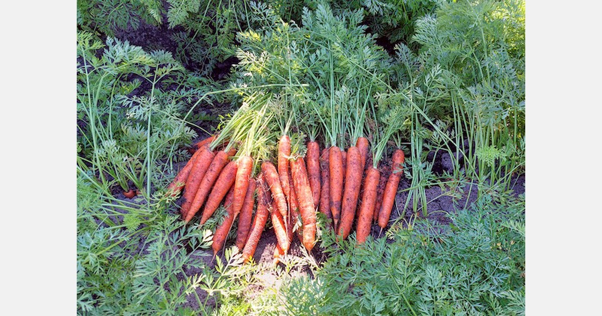 “French carrots have everything to satisfy consumers this year!”